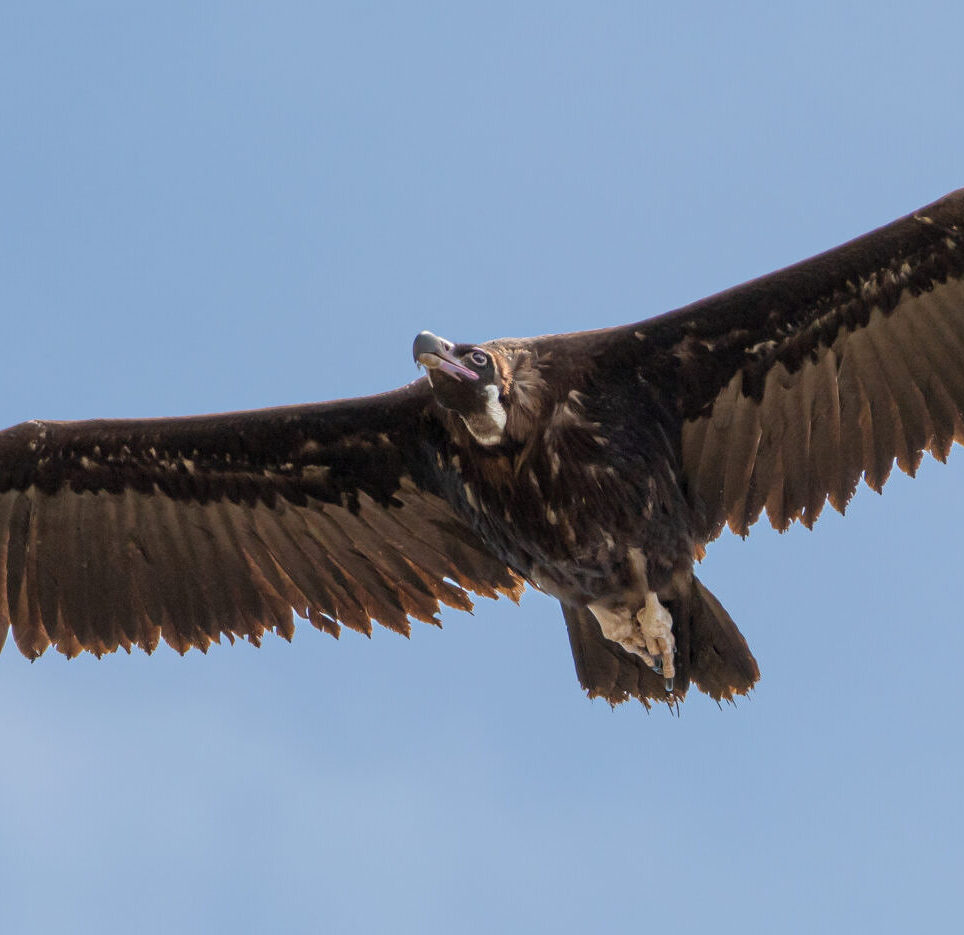 Birds • Gibraltar Nature Reserve