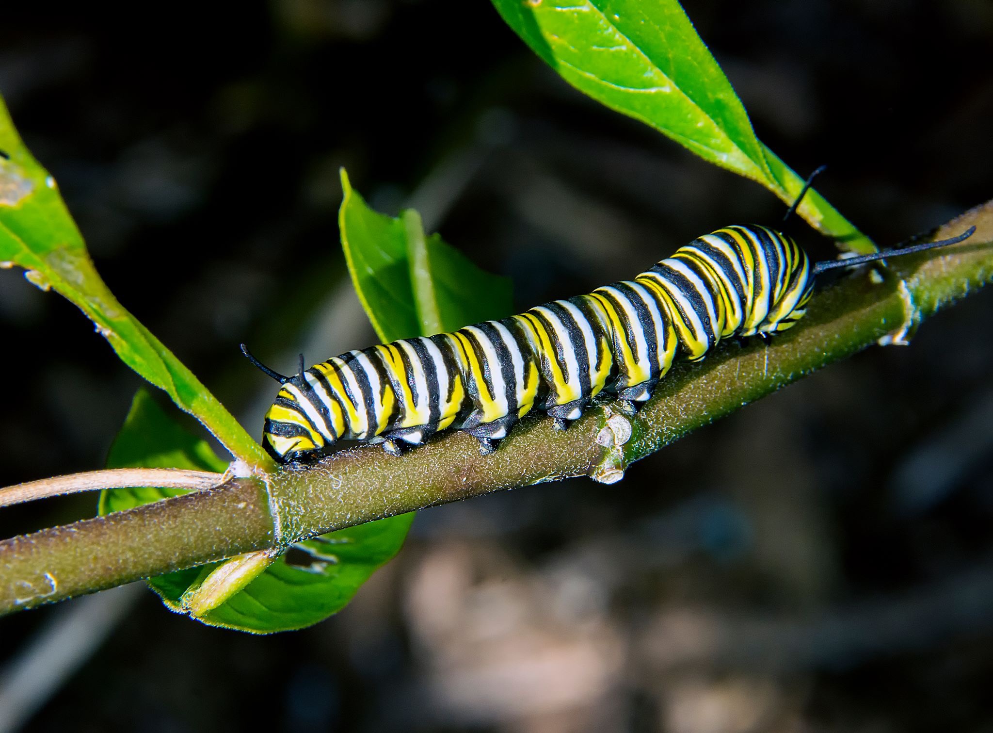 Invertebrates • Gibraltar Nature Reserve