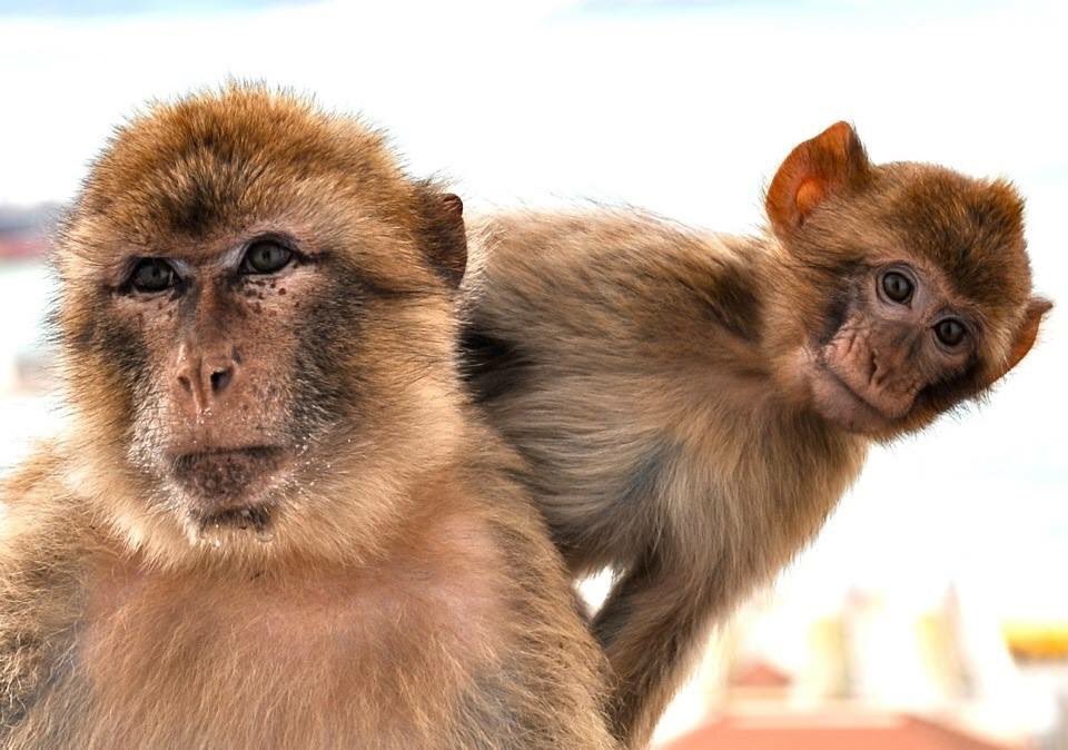 Monkey Trail • Gibraltar Nature Reserve